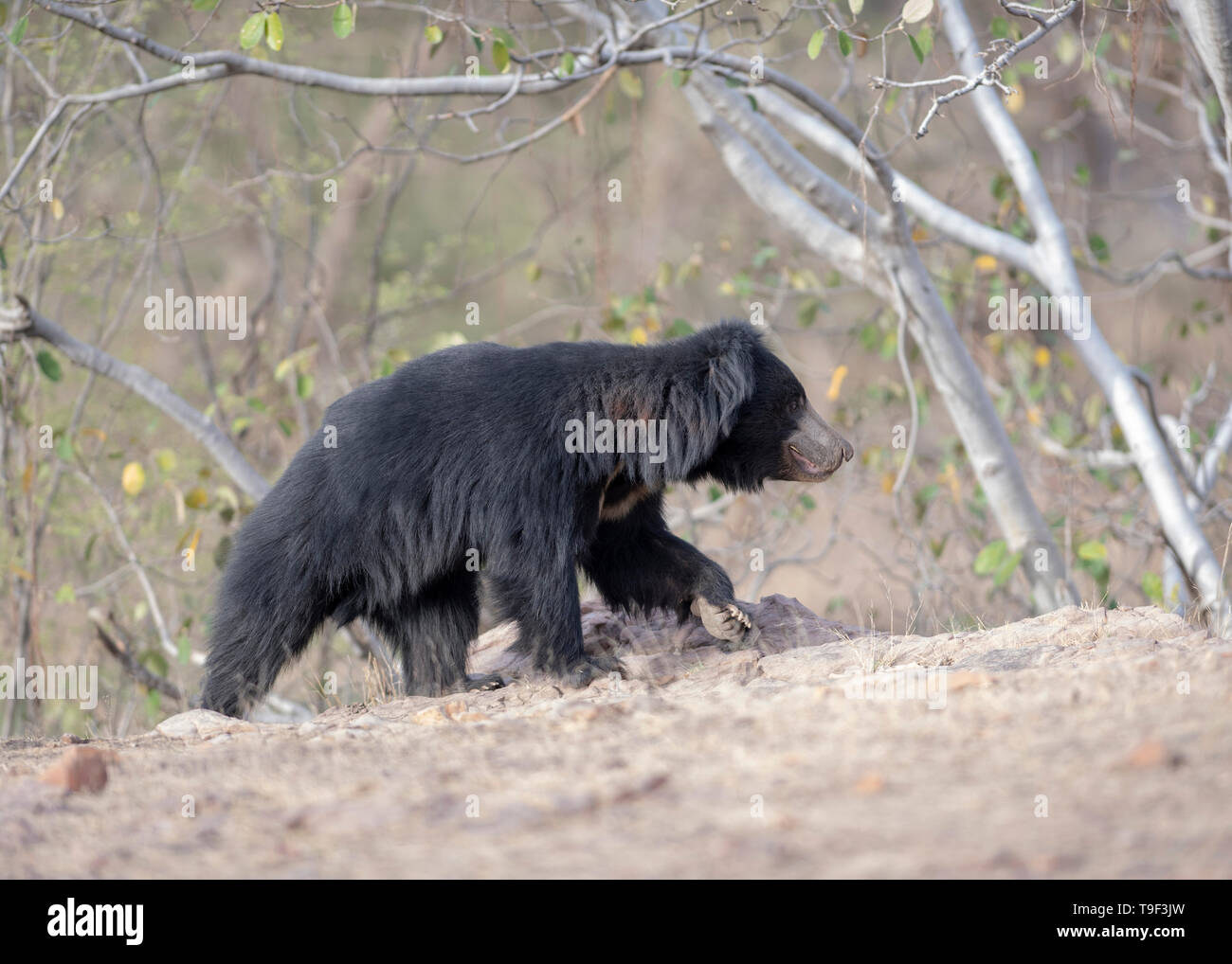 Sloth Bear Teeth High Resolution Stock Photography and Images - Alamy