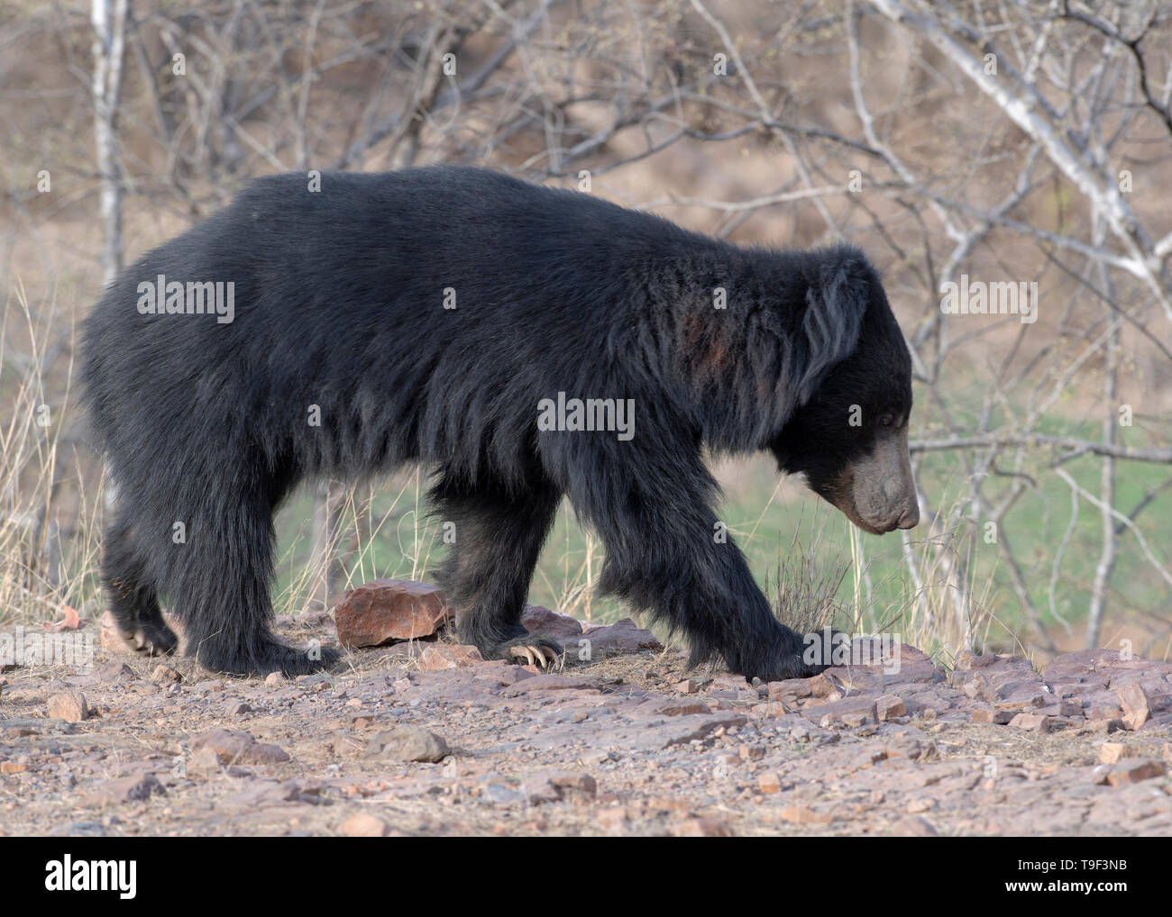 Sloth Bear Teeth High Resolution Stock Photography and Images - Alamy