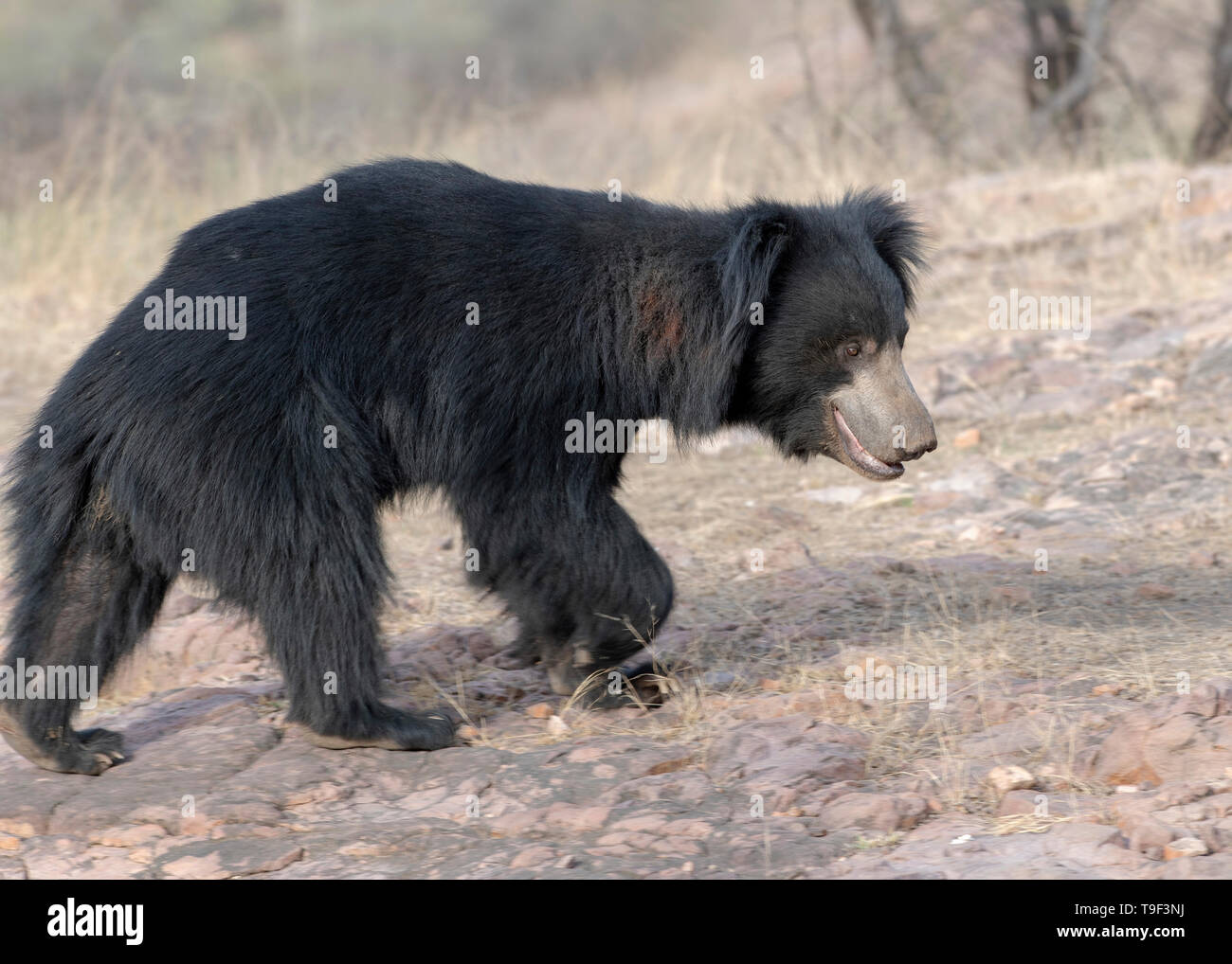 Eats termites ants hi-res stock photography and images - Alamy