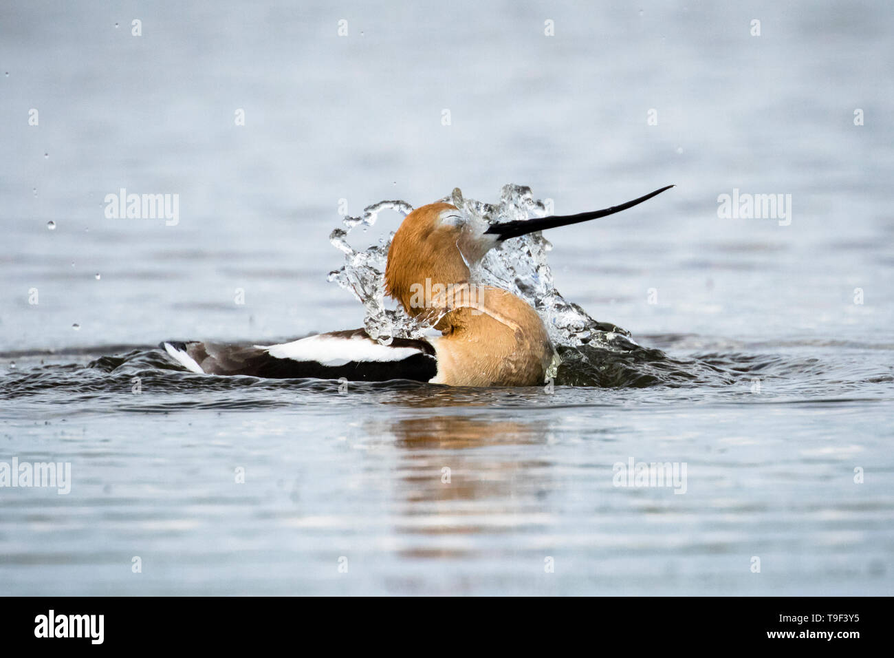 American avocet, Recurvirostra americana, splashing in shallow water in ...