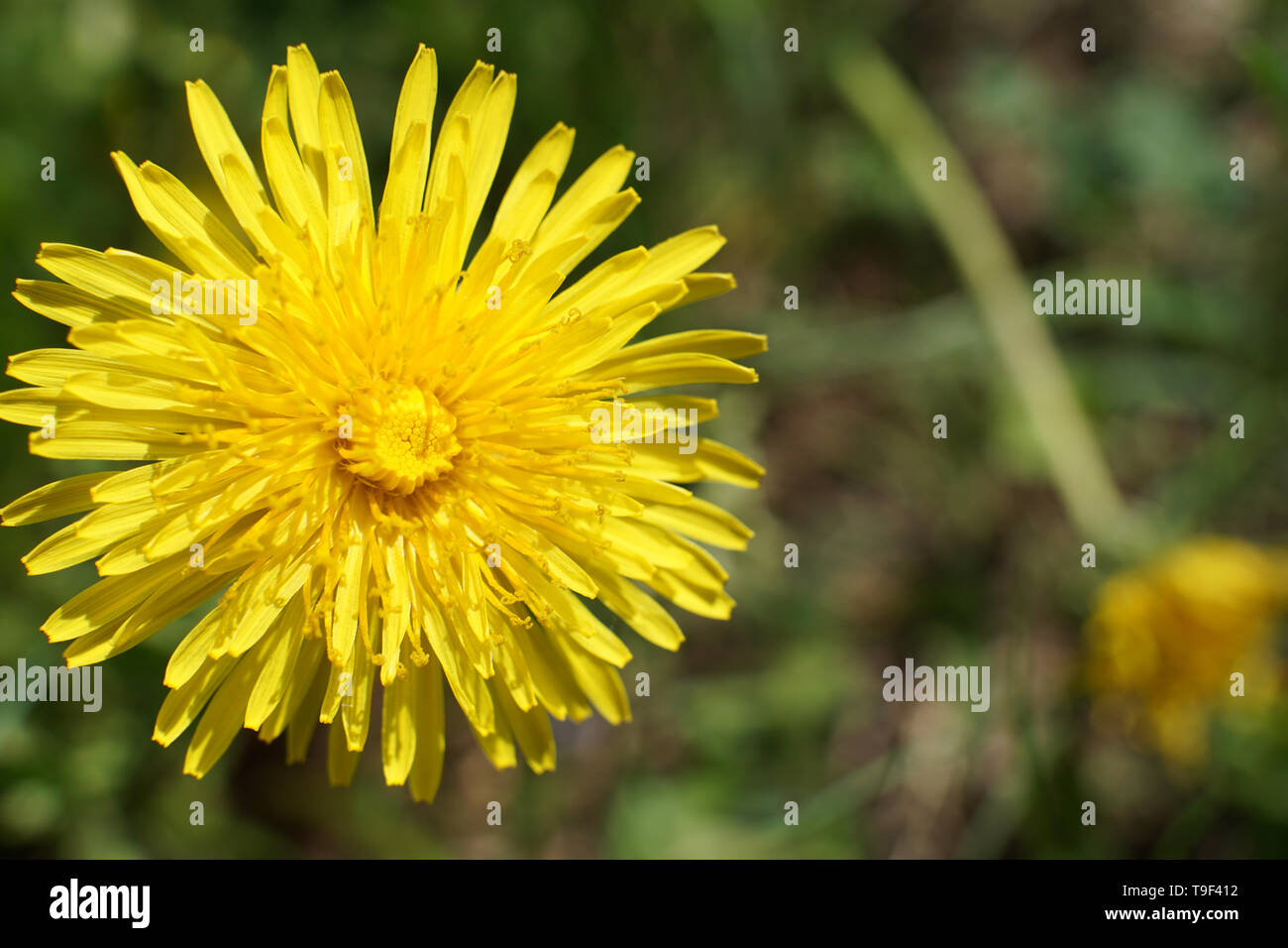 Yellow dandelion flowers Taraxacum officinale . Dandelions field ...