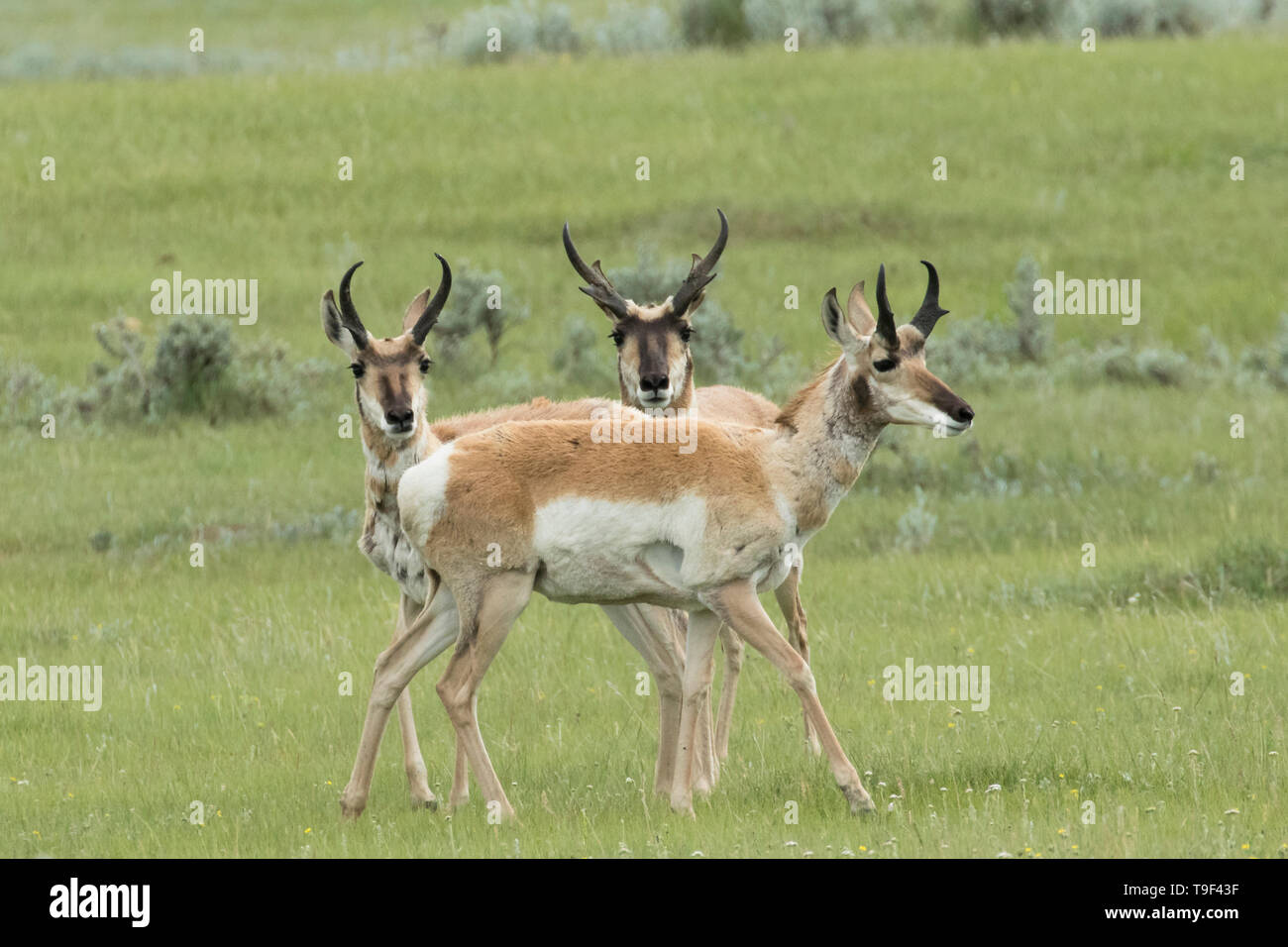 Trio of Pronghorn, Antilocapra americana, near Pakowki Lake, Alberta ...