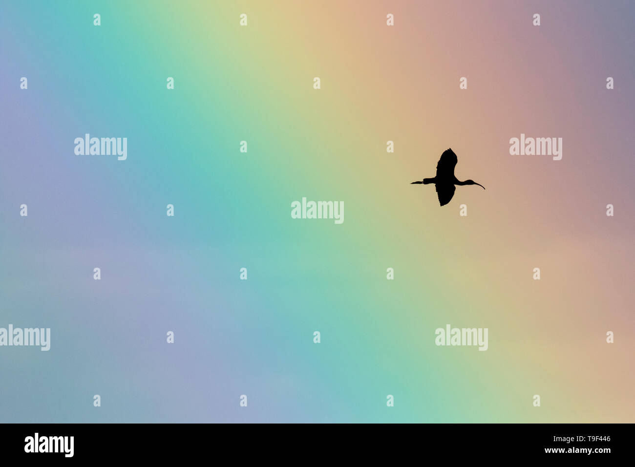 Silhouetted White-faced ibis, Plegadis chihi, flying through a rainbow ...