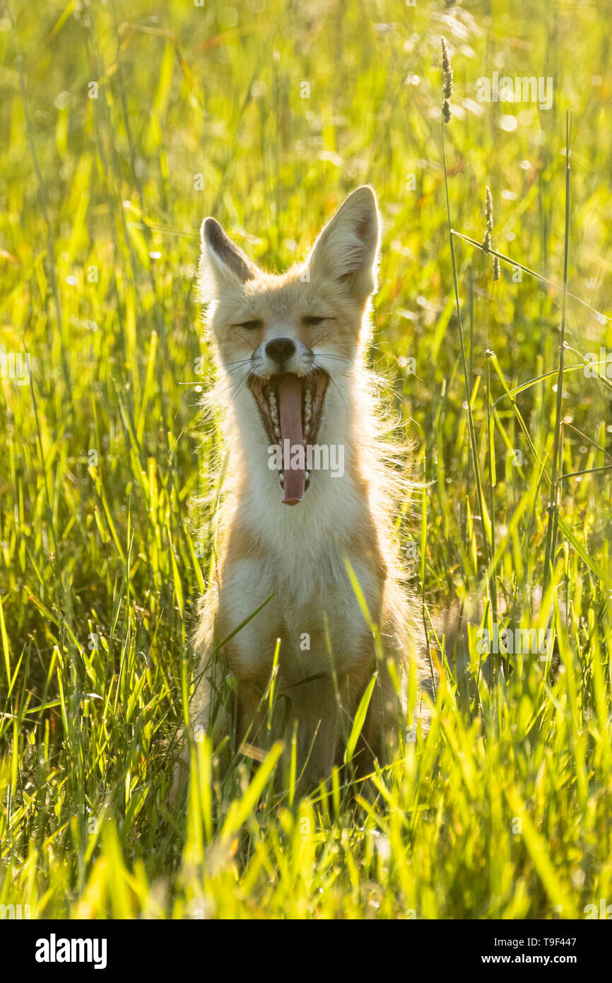 Red fox, Vulpes vulpes, yawning near Pincher Creek, Alberta, Canada ...