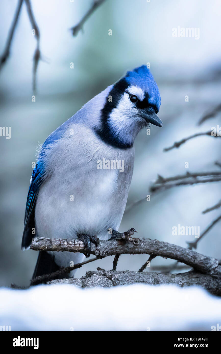 Blue jay, Cyanocitta cristata, in St. Albert, Alberta, Canada Stock ...