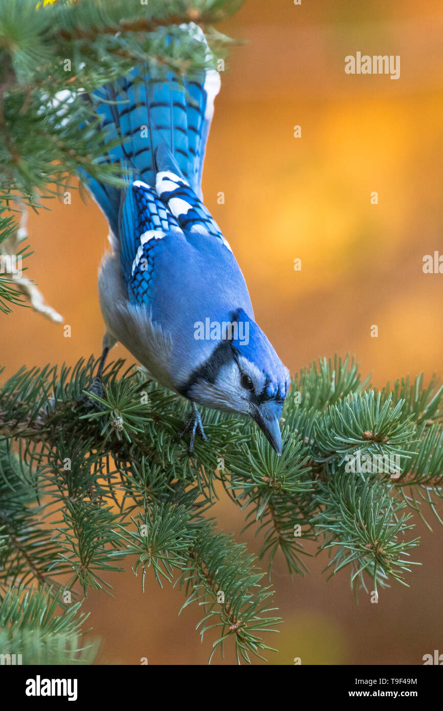 Blue jay, Cyanocitta cristata, in St. Albert, Alberta, Canada Stock ...