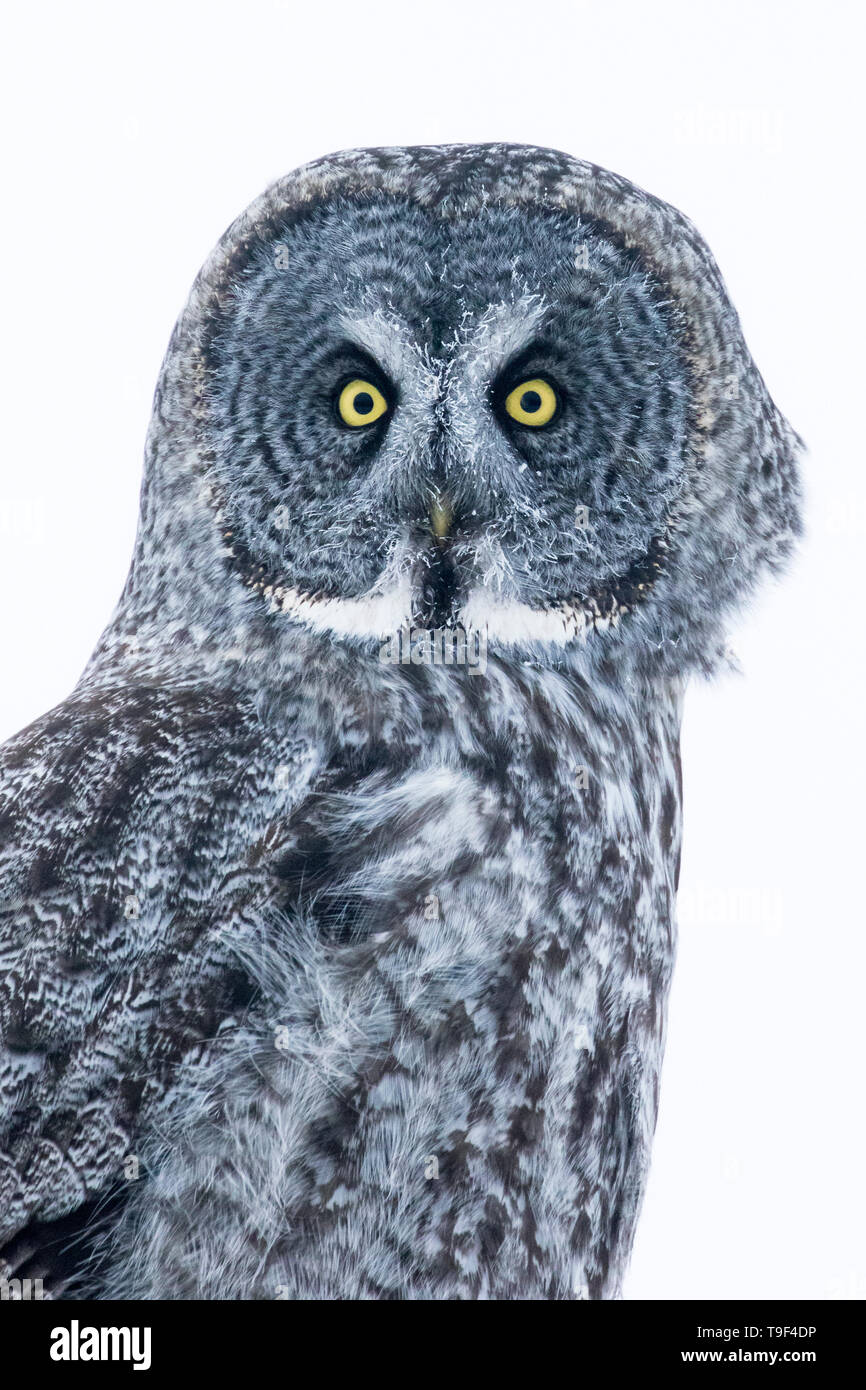 Calahoo hi-res stock photography and images - Alamy