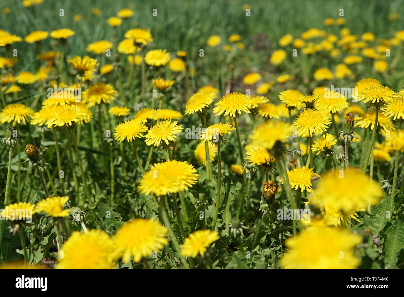 Yellow dandelion flowers Taraxacum officinale . Dandelions field ...