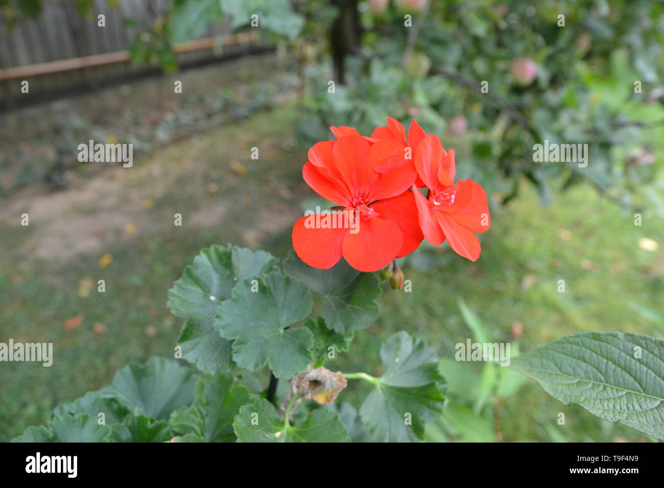 Corai hi-res stock photography and images - Alamy