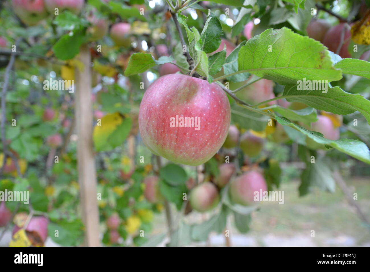 Backyard apple tree hi-res stock photography and images - Alamy