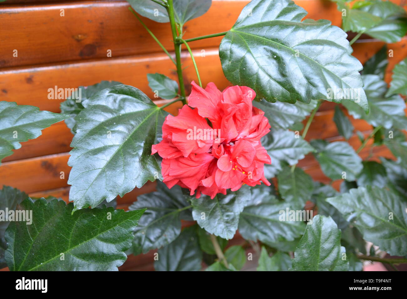 red japanese rose Stock Photo - Alamy