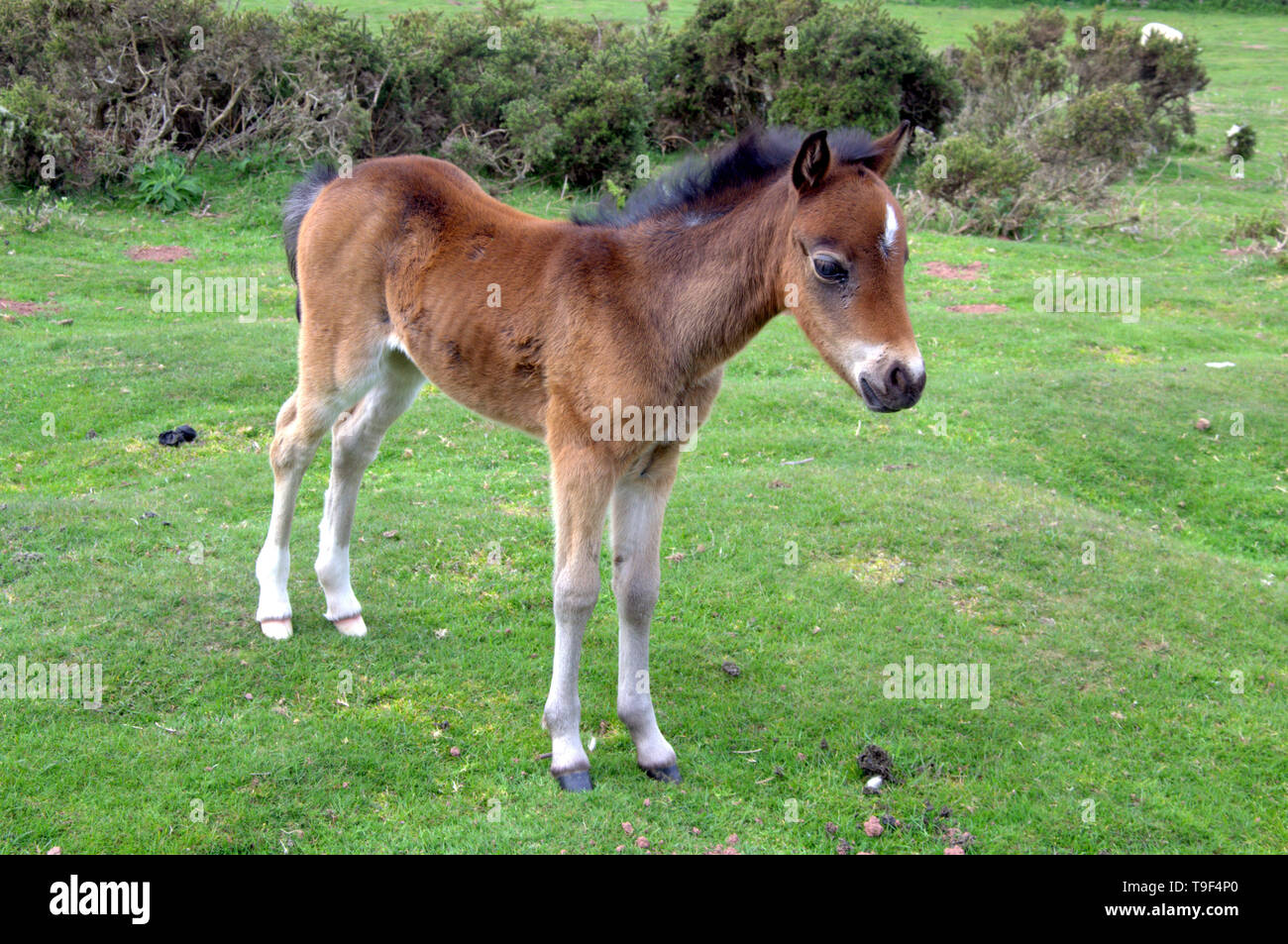 Horse, standing, hillside hi-res stock photography and images - Alamy