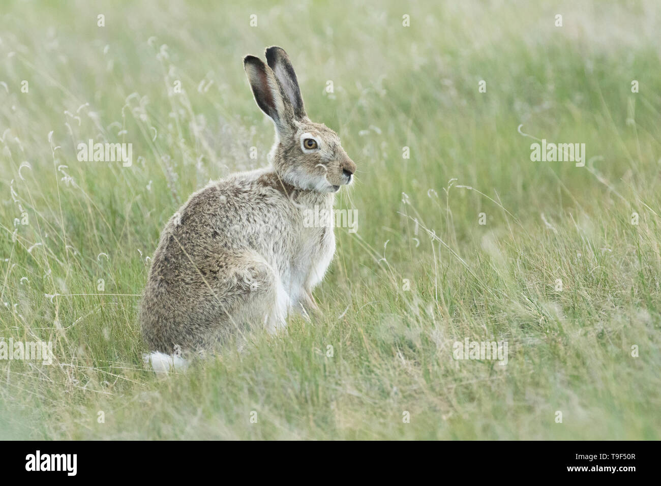 White-tailed jackrabbit, Lepus townsendii, in native prairie near ...