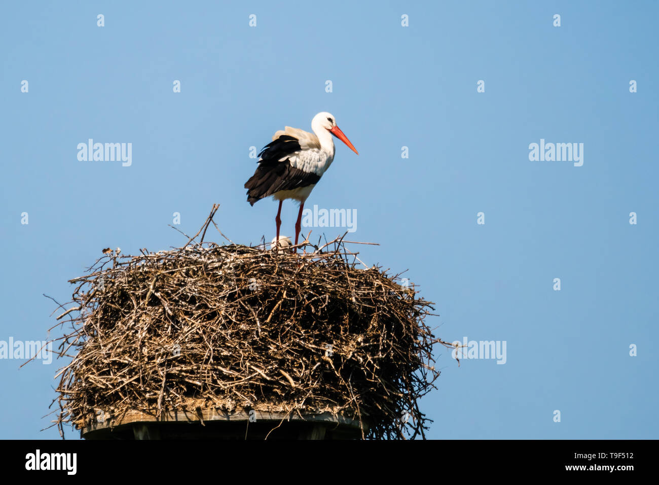 South pole birds hi-res stock photography and images - Alamy