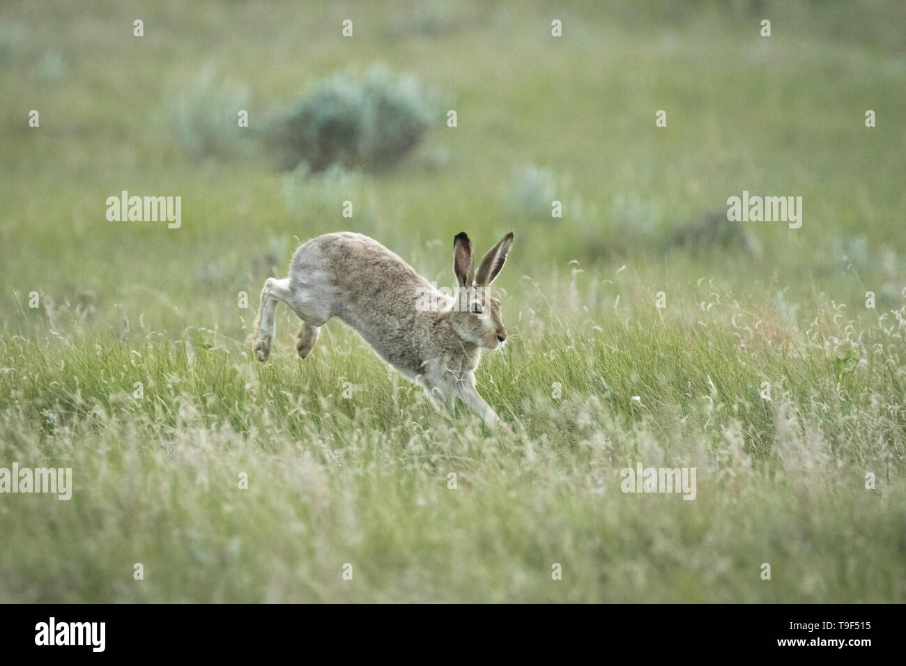 White-tailed jackrabbit, Lepus townsendii, moving through native ...