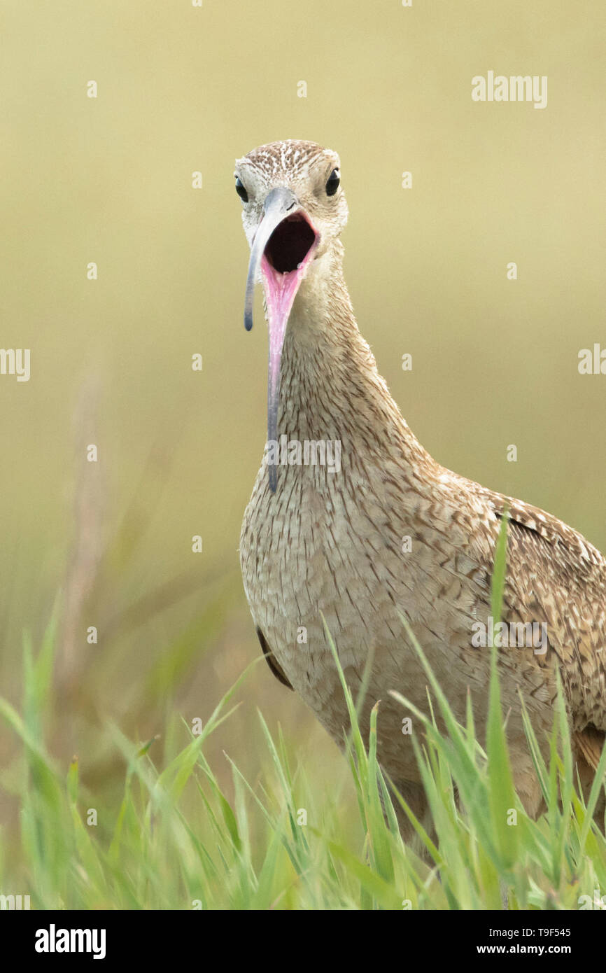 Black And White Curlew High Resolution Stock Photography and Images - Alamy