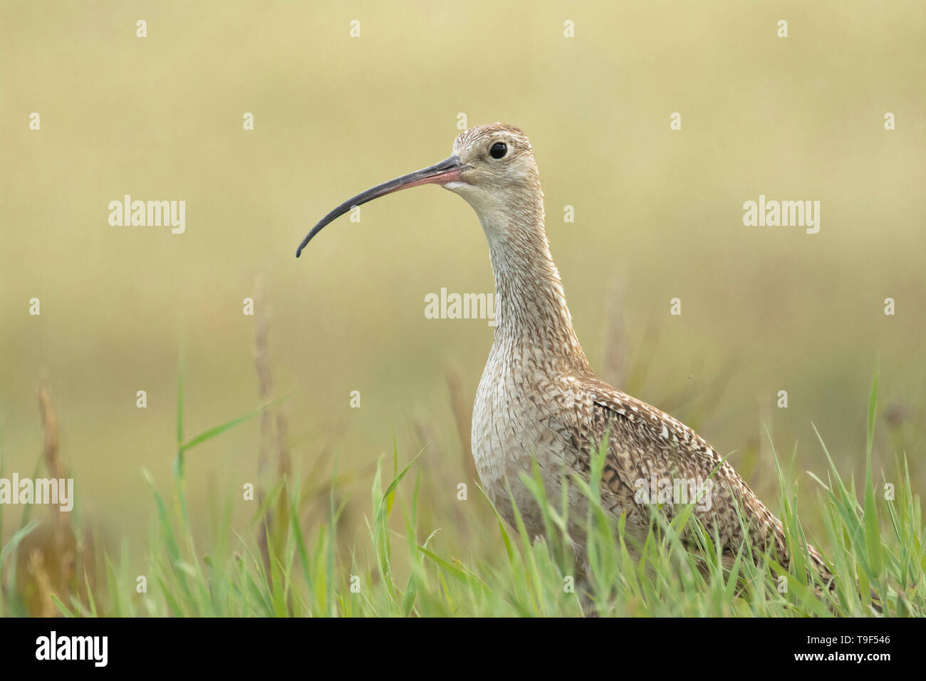 Black and white curlew hi-res stock photography and images - Alamy