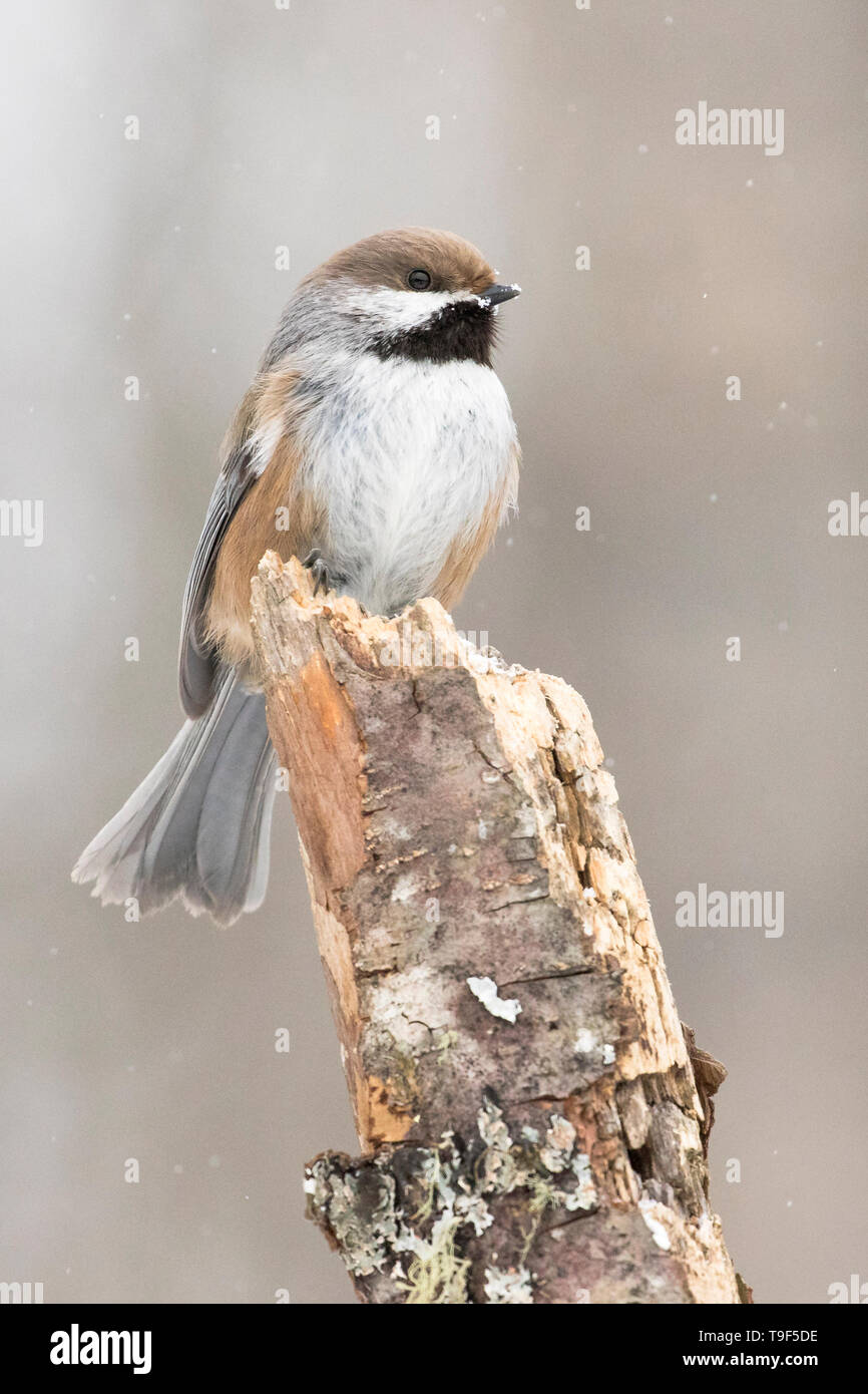 Westlock hi-res stock photography and images - Alamy
