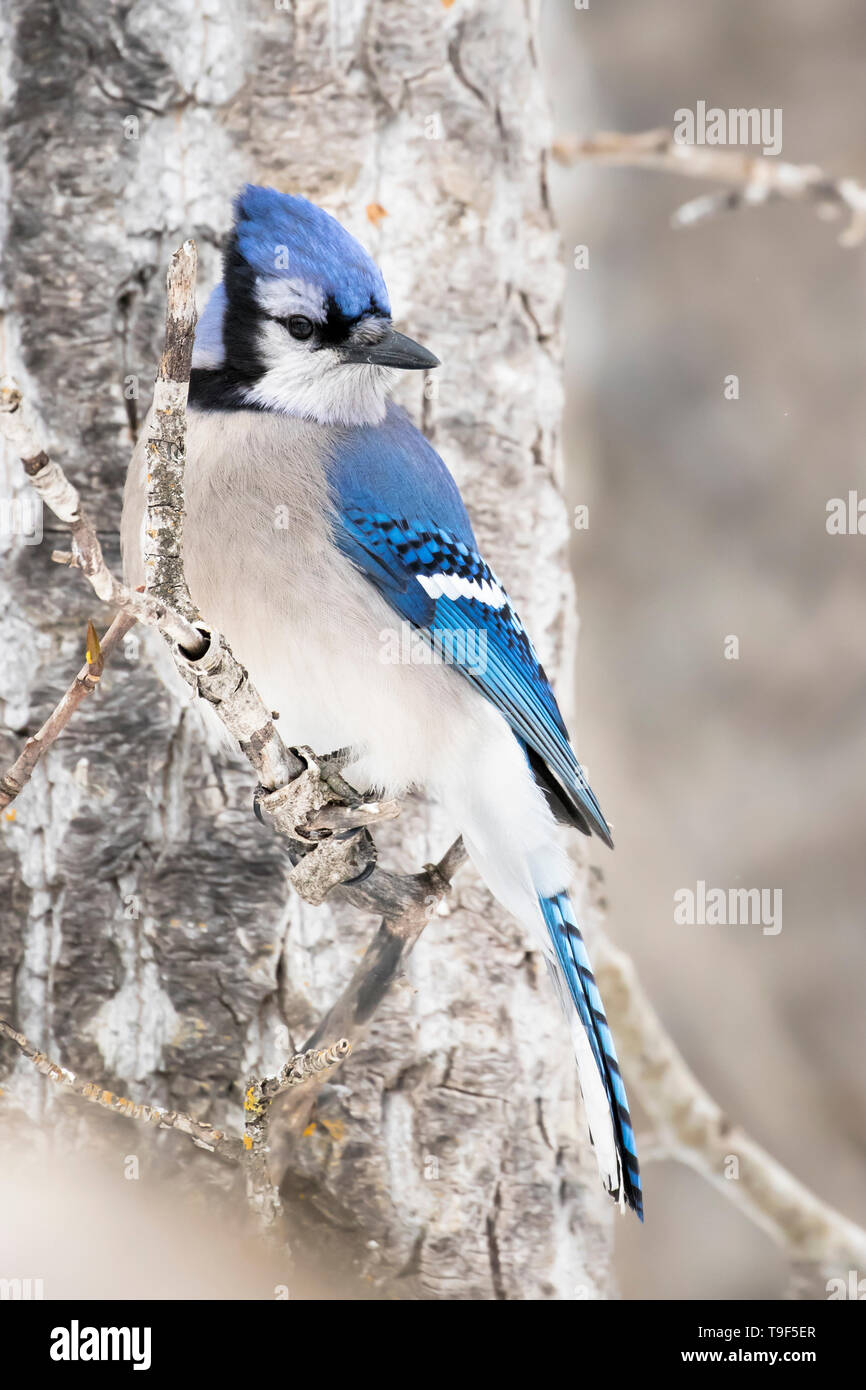 Alberta blue jay hi-res stock photography and images - Alamy