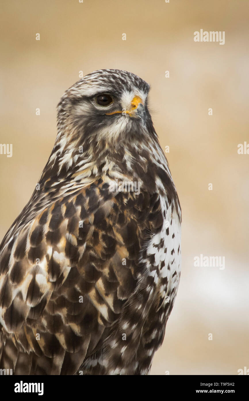 Rough Legged Hawk High Resolution Stock Photography and Images - Alamy