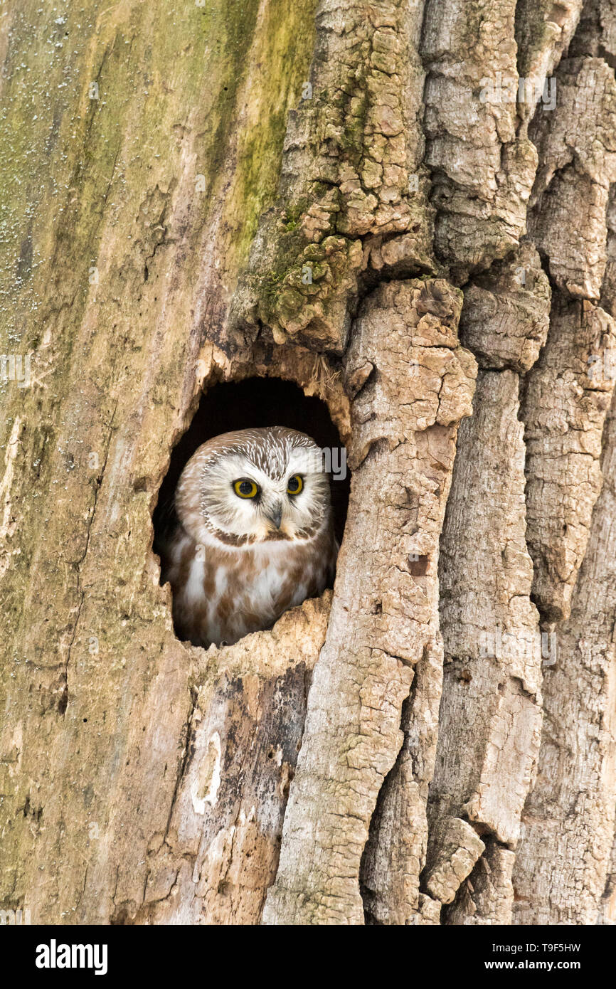 Nests in tree cavities hi-res stock photography and images - Alamy