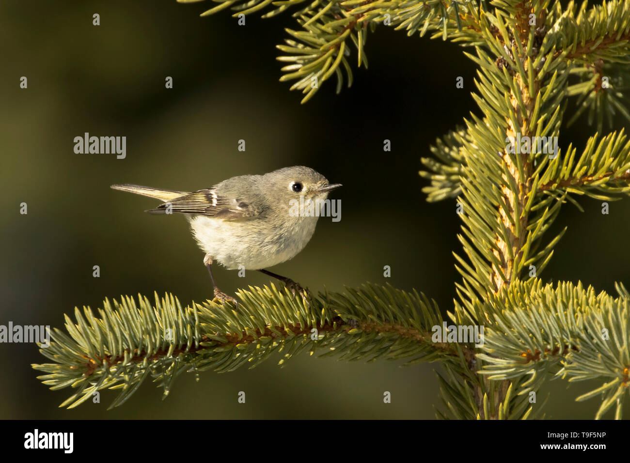 Ruby-crowned kinglet, Regulus calendula, perching in Jasper National ...