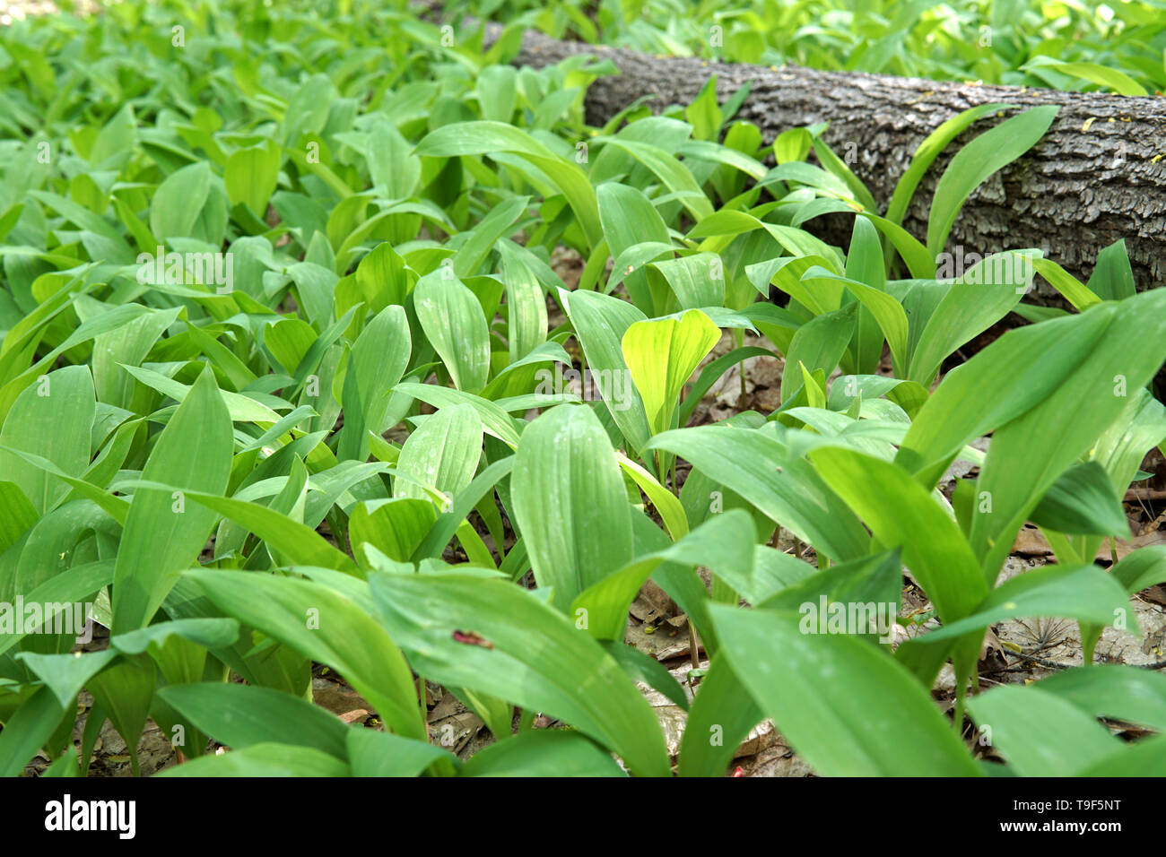 Valley lily of the valley sunny day. Green grass in the sunlight ...