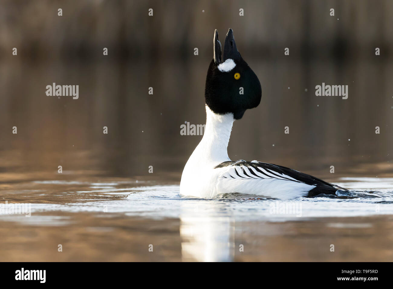 Common goldeneye drake, Bucephala clangula, displayinh in a pond in ...