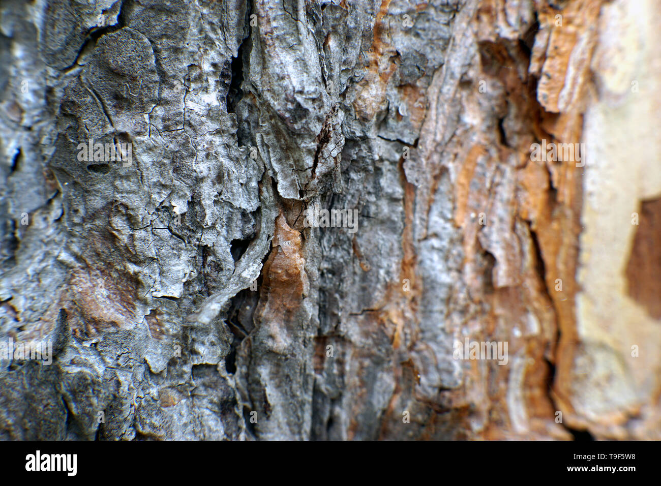 Close shot tree trunk decay hi-res stock photography and images - Alamy