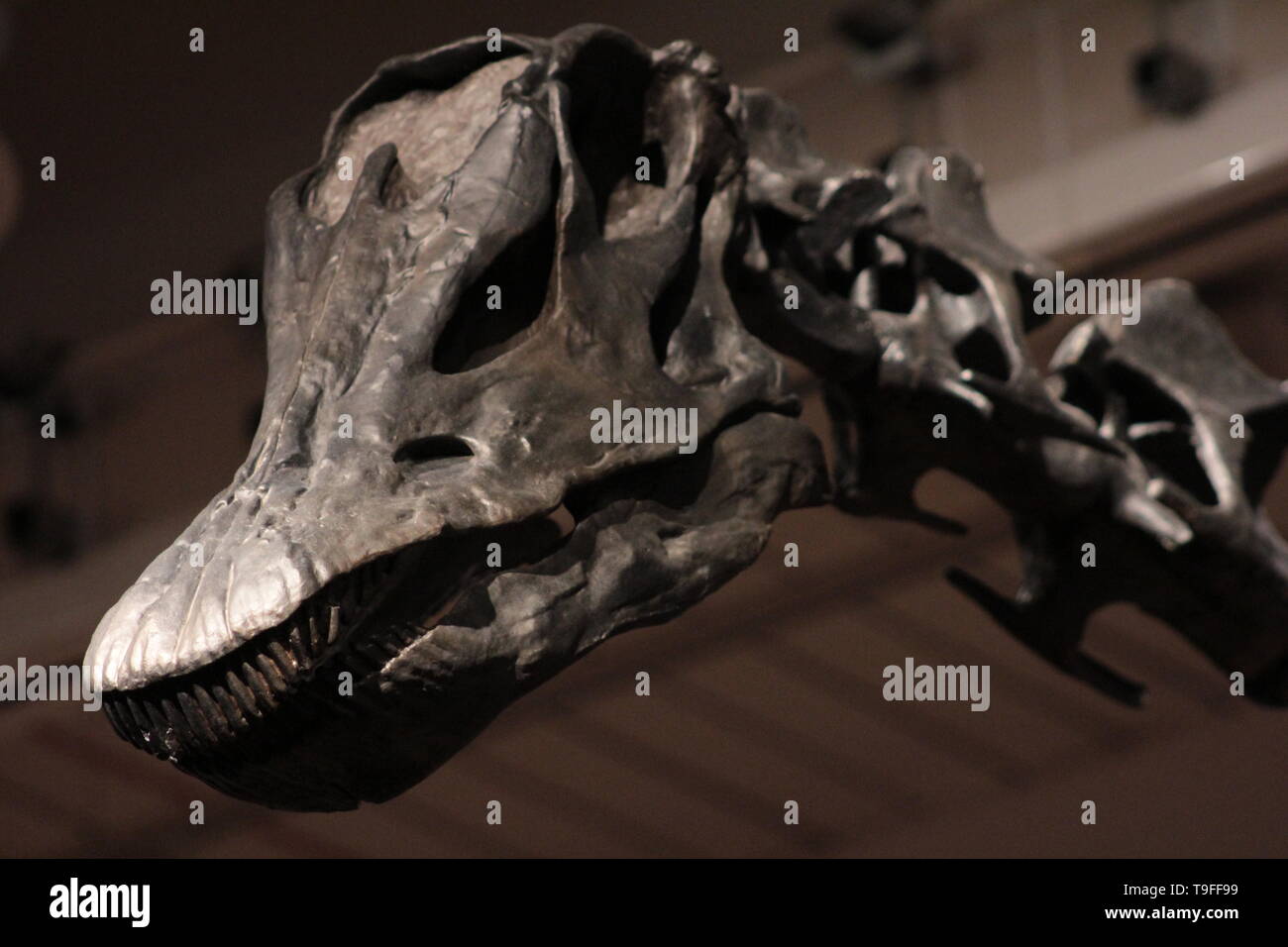 Newcastle upon Tyne, UK. 18th May, 2019. Dippy the dinosaur a 21 metre ...