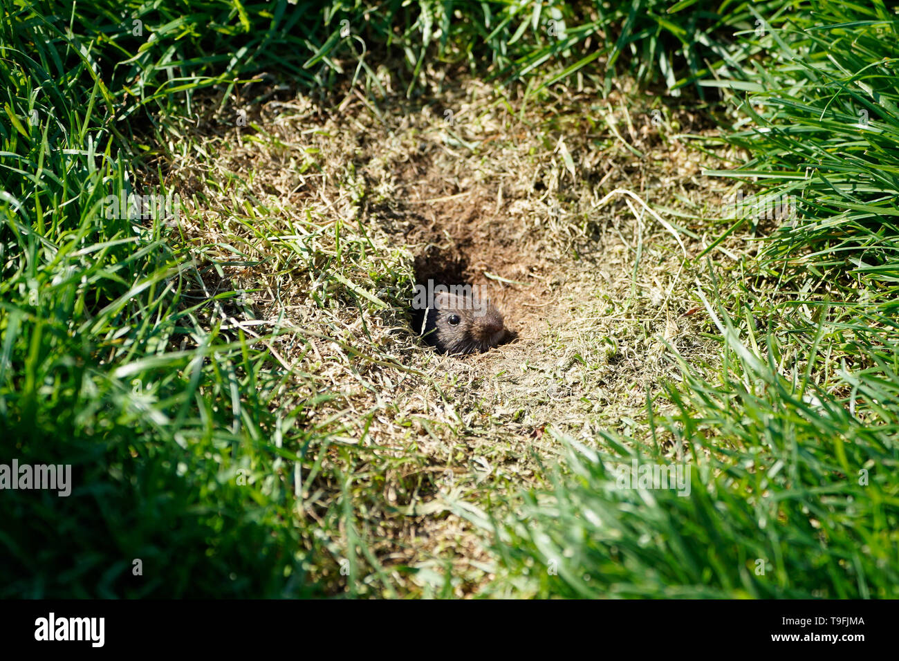 Third mouse hi-res stock photography and images - Alamy