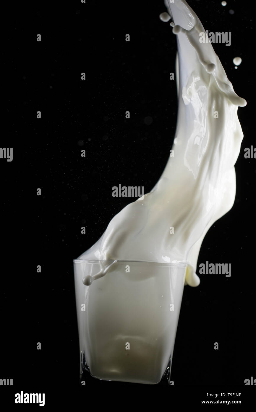 High contrast chaotic splash of white milk. Dairy beverage flowing out ...