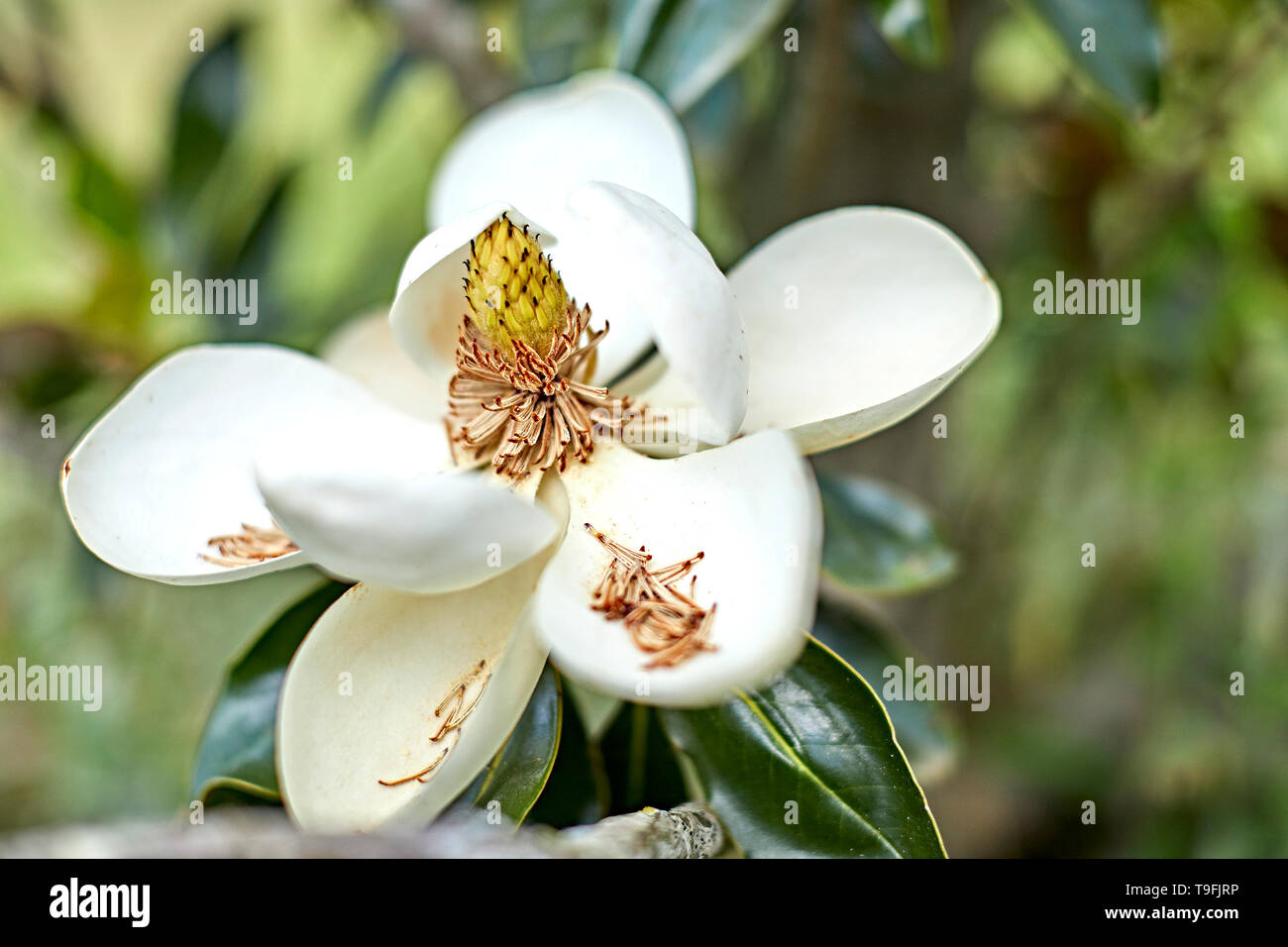 Magnolia flower georgia hi-res stock photography and images - Alamy