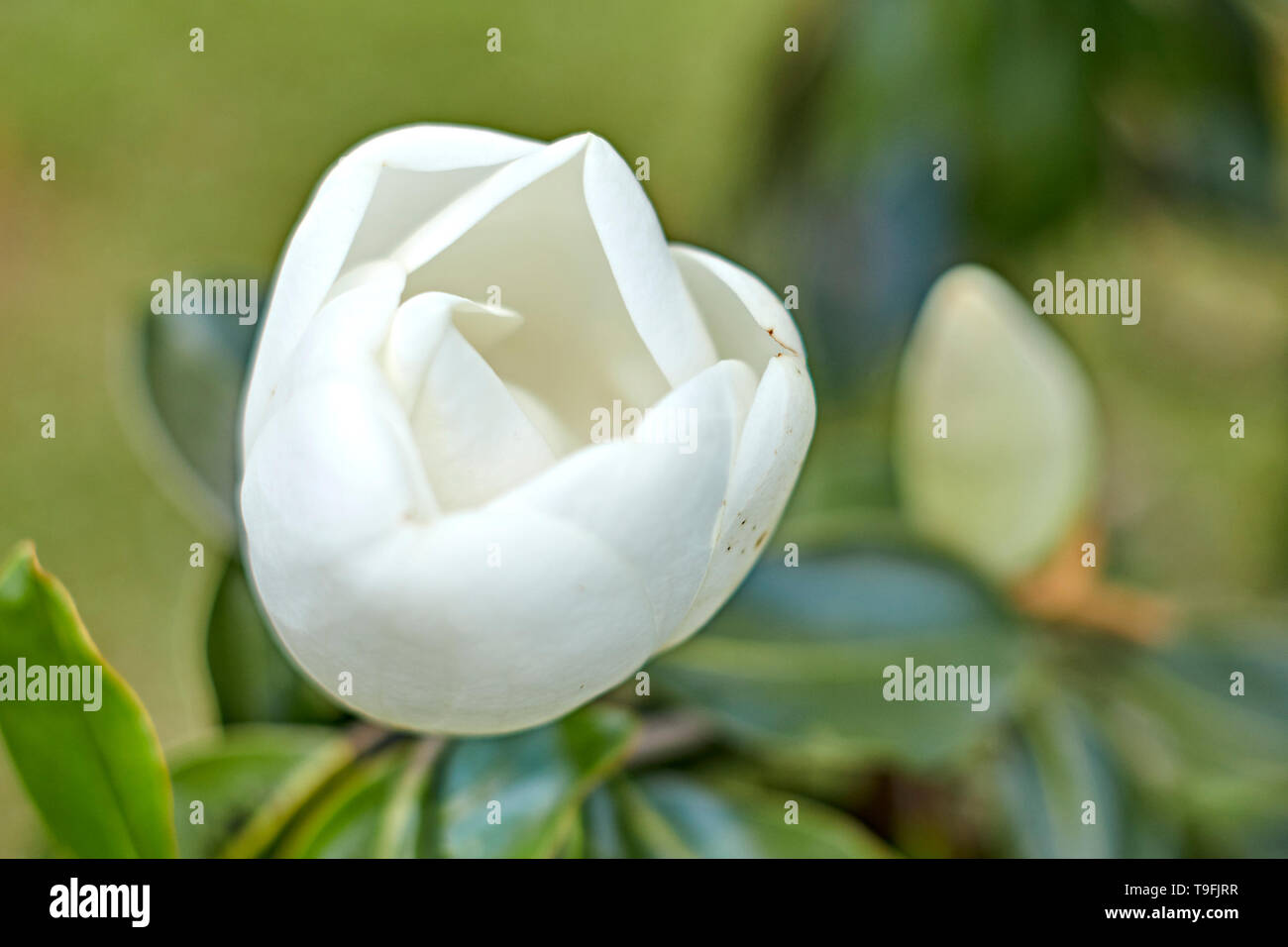 Magnolia flower georgia hi-res stock photography and images - Alamy