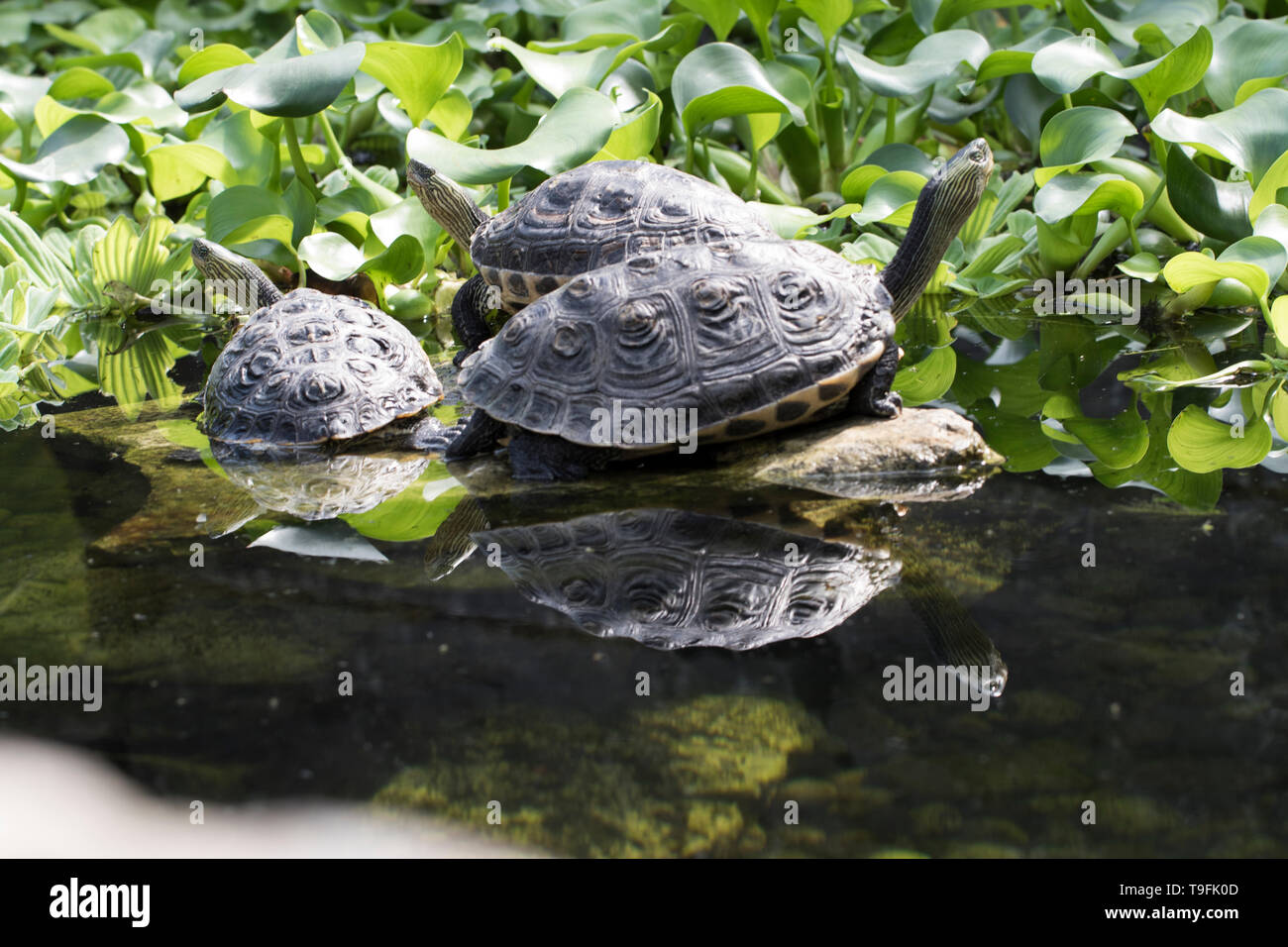 Group of turtles hi-res stock photography and images - Alamy