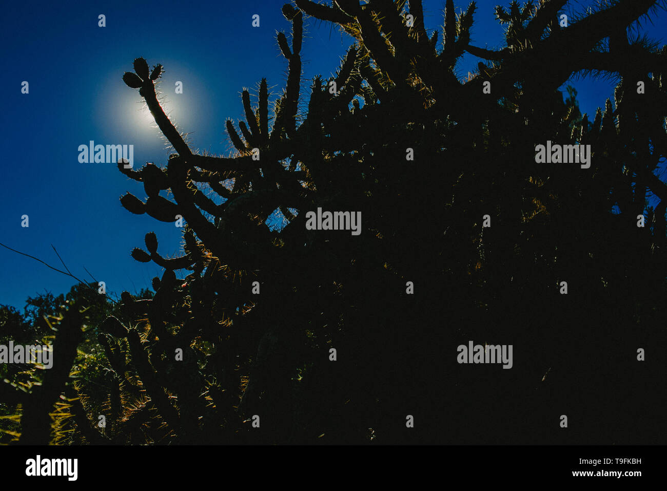 Amaryllis sunset hi-res stock photography and images - Alamy