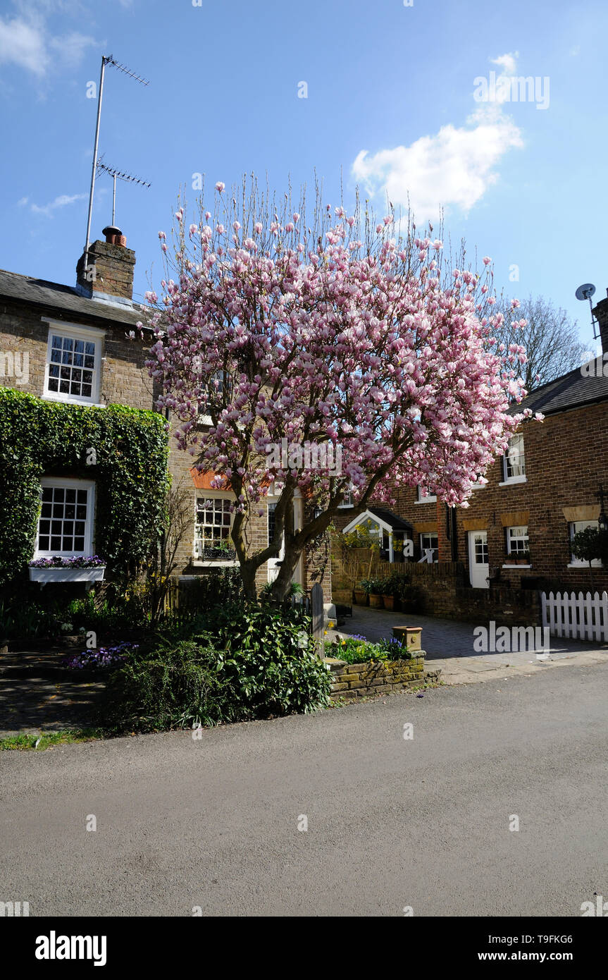 Blossom on tree, Letchmore Heath, Hertfordshire Stock Photo - Alamy
