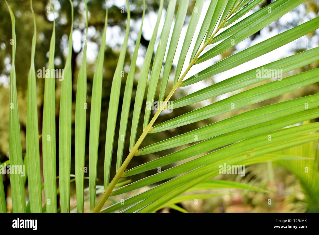 Beauty of Nature Snap of Green leave Stock Photo - Alamy