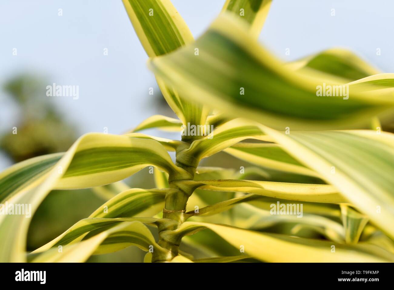 Tree leave macro hi-res stock photography and images - Alamy