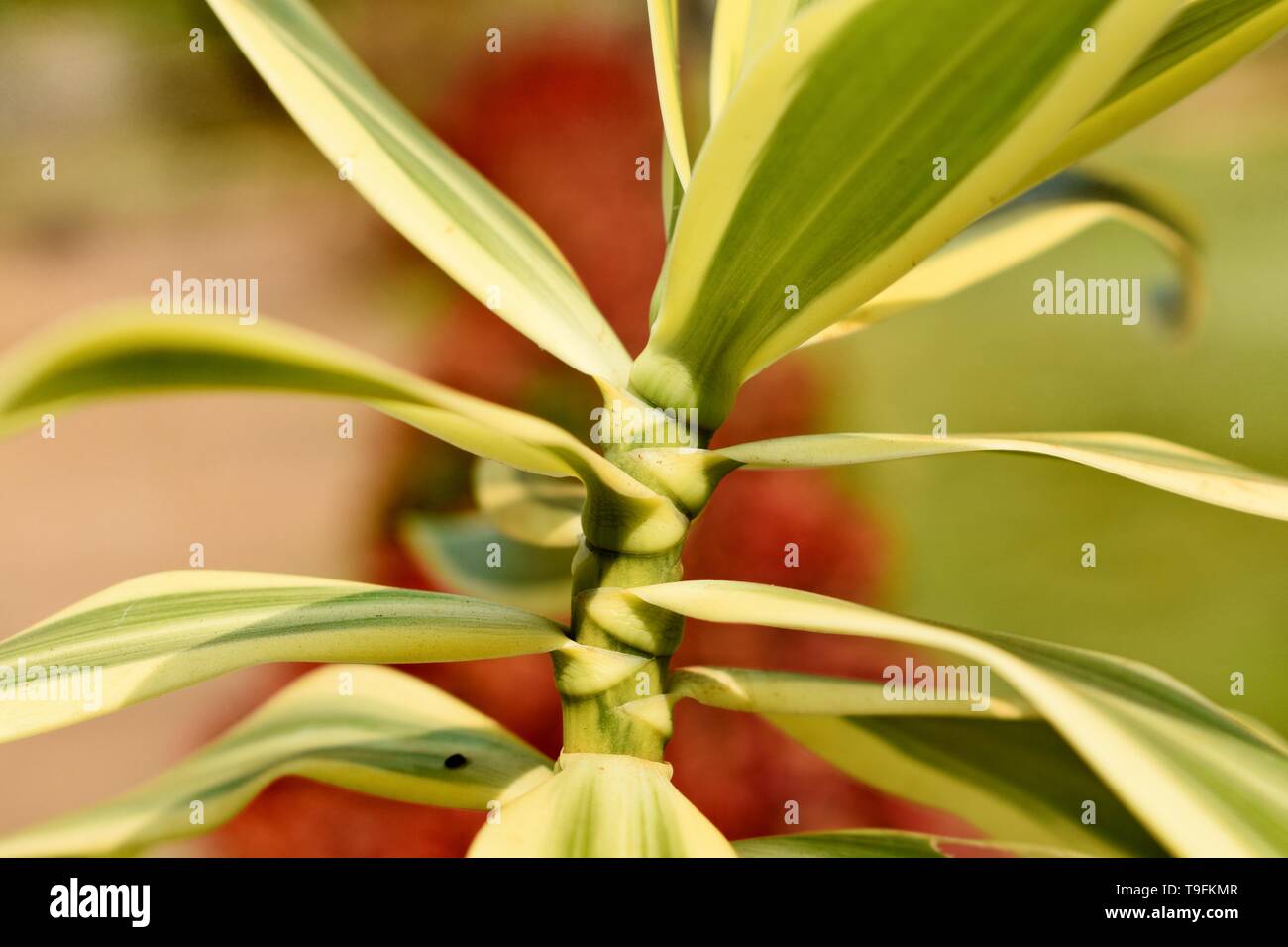 Beauty of Nature Snap of Green leave Stock Photo - Alamy