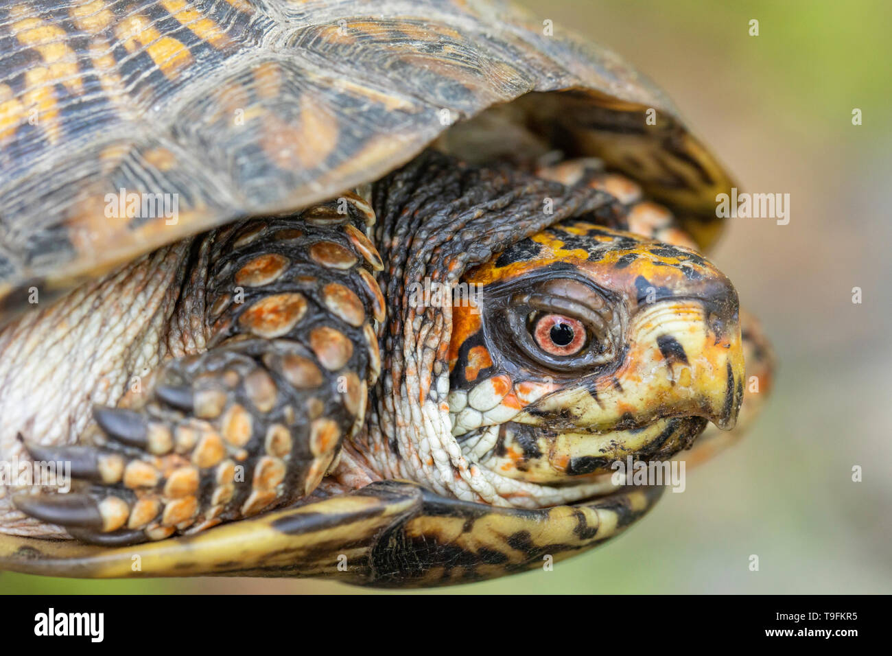 Closeup of an eastern box turtle - Terrapene carolina Stock Photo - Alamy