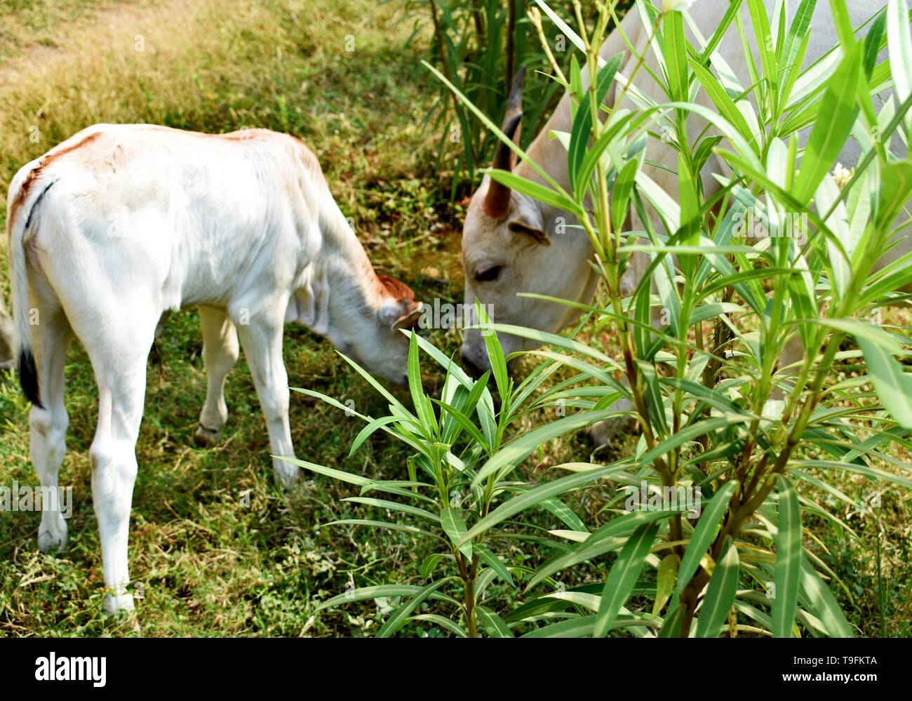 Mother Cow and calf garaging together Stock Photo - Alamy