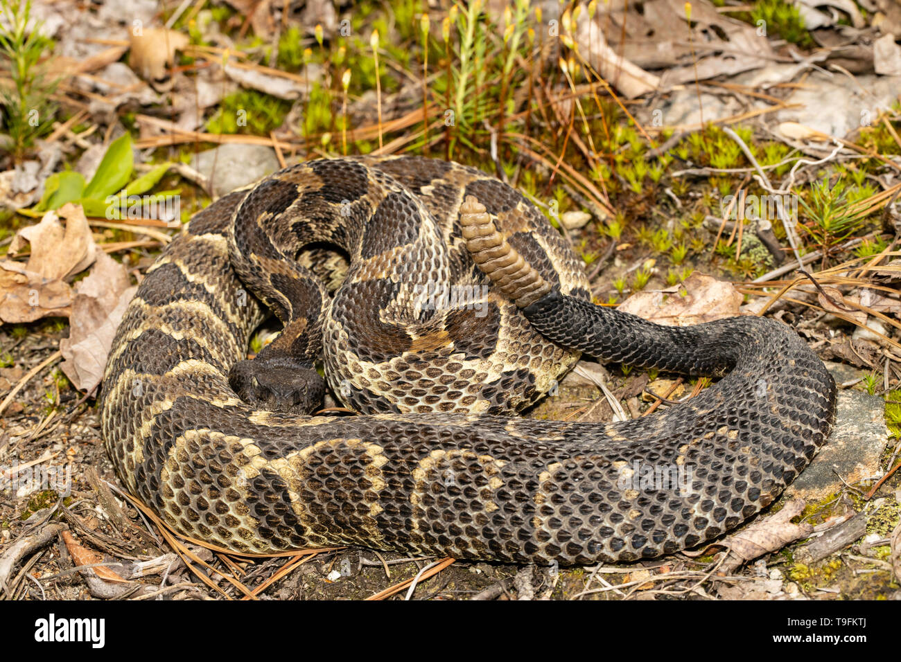 Black and yellow timber rattlesnake - Crotalus horridus Stock Photo - Alamy