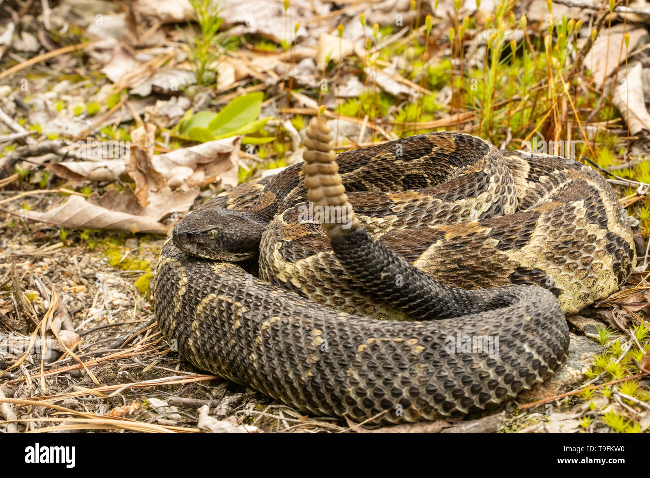 Black and yellow timber rattlesnake - Crotalus horridus Stock Photo - Alamy