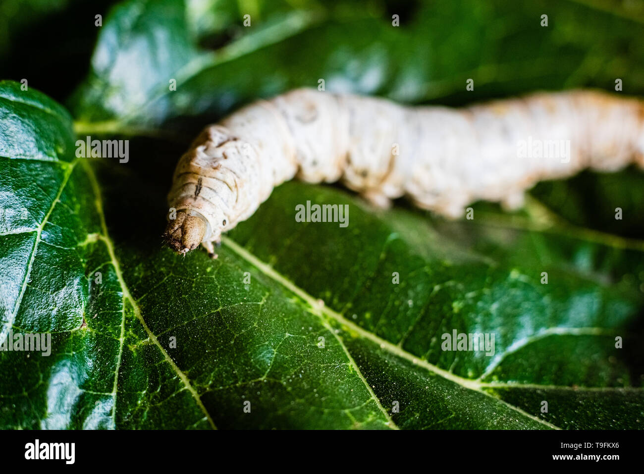 A Bombyx mori alone, silkworm, on green mulberry leaves, the only tree ...