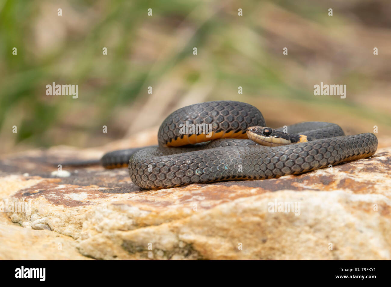 Northern ringneck snake - Diadophis punctatus Stock Photo - Alamy