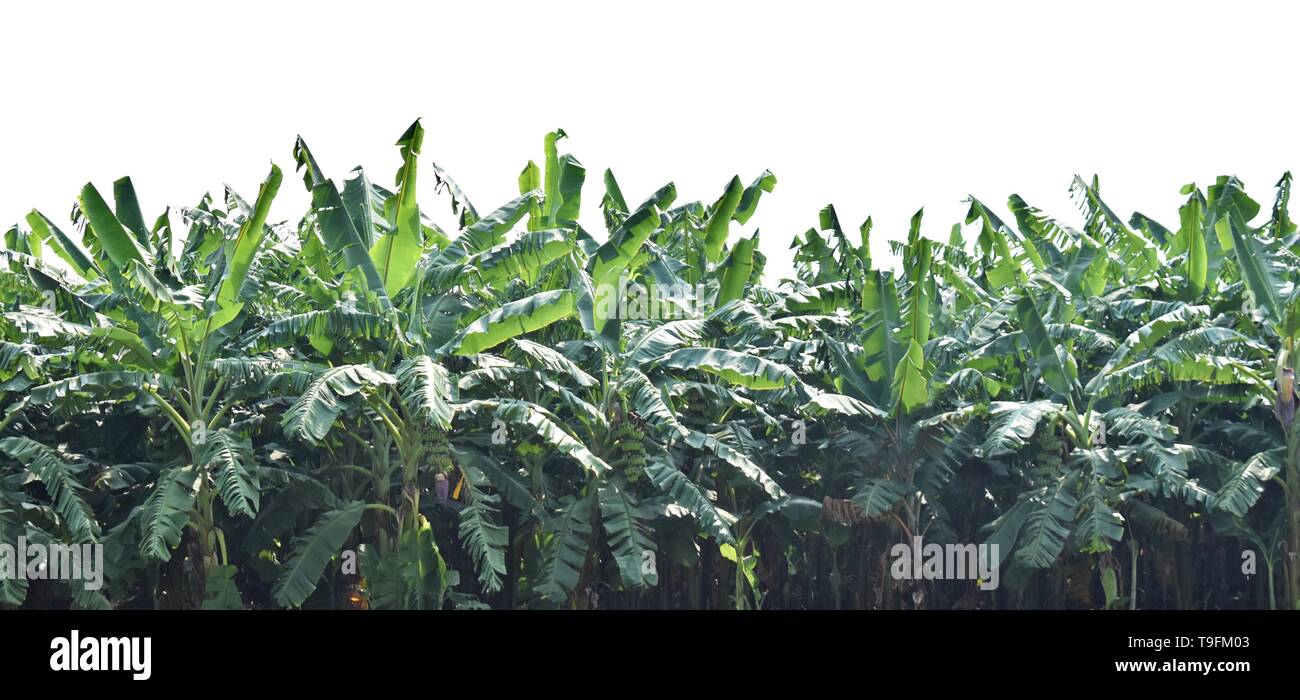 Agriculture Field and Crops Stock Photo - Alamy