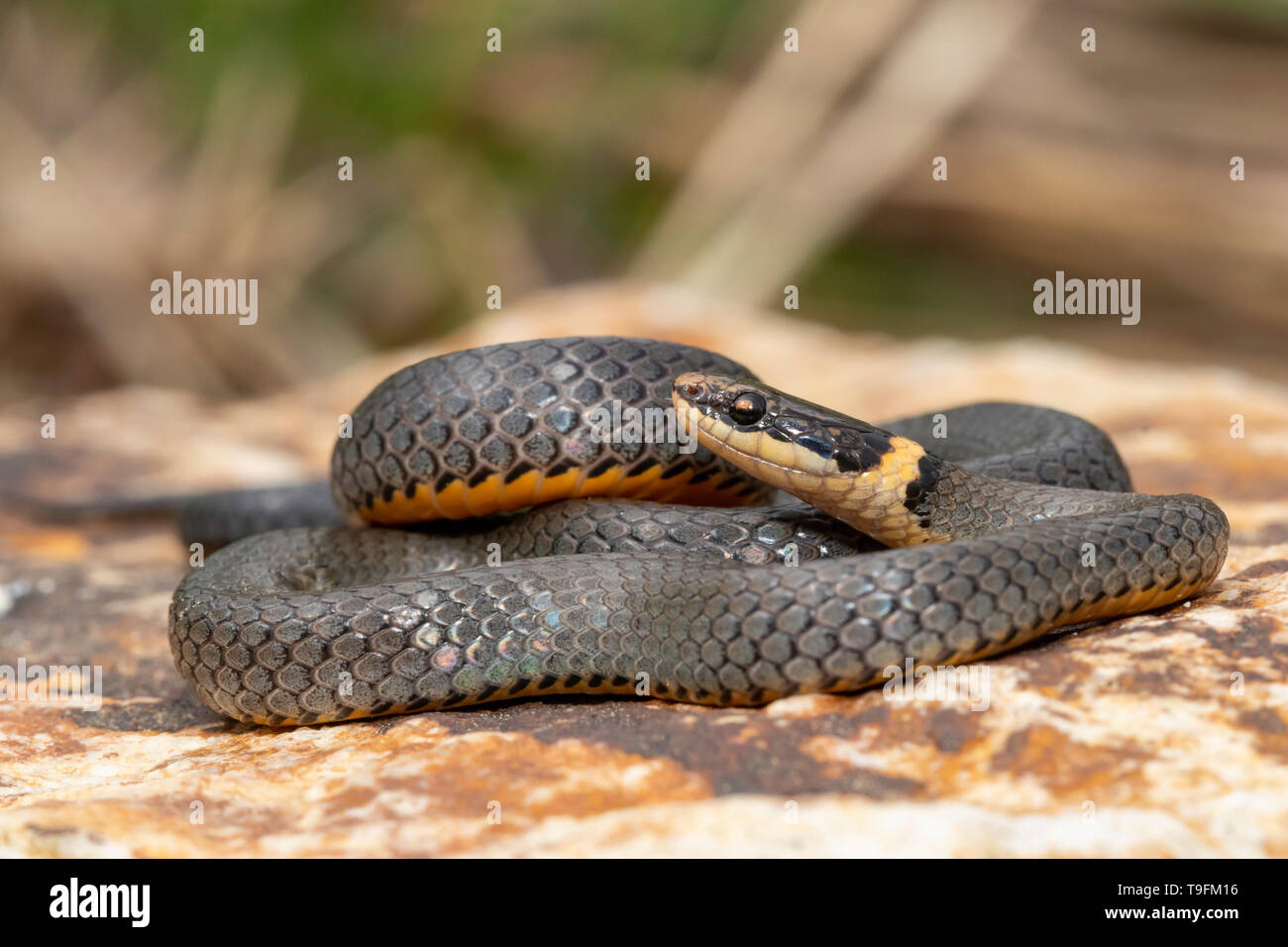 Northern ringneck snake - Diadophis punctatus Stock Photo - Alamy