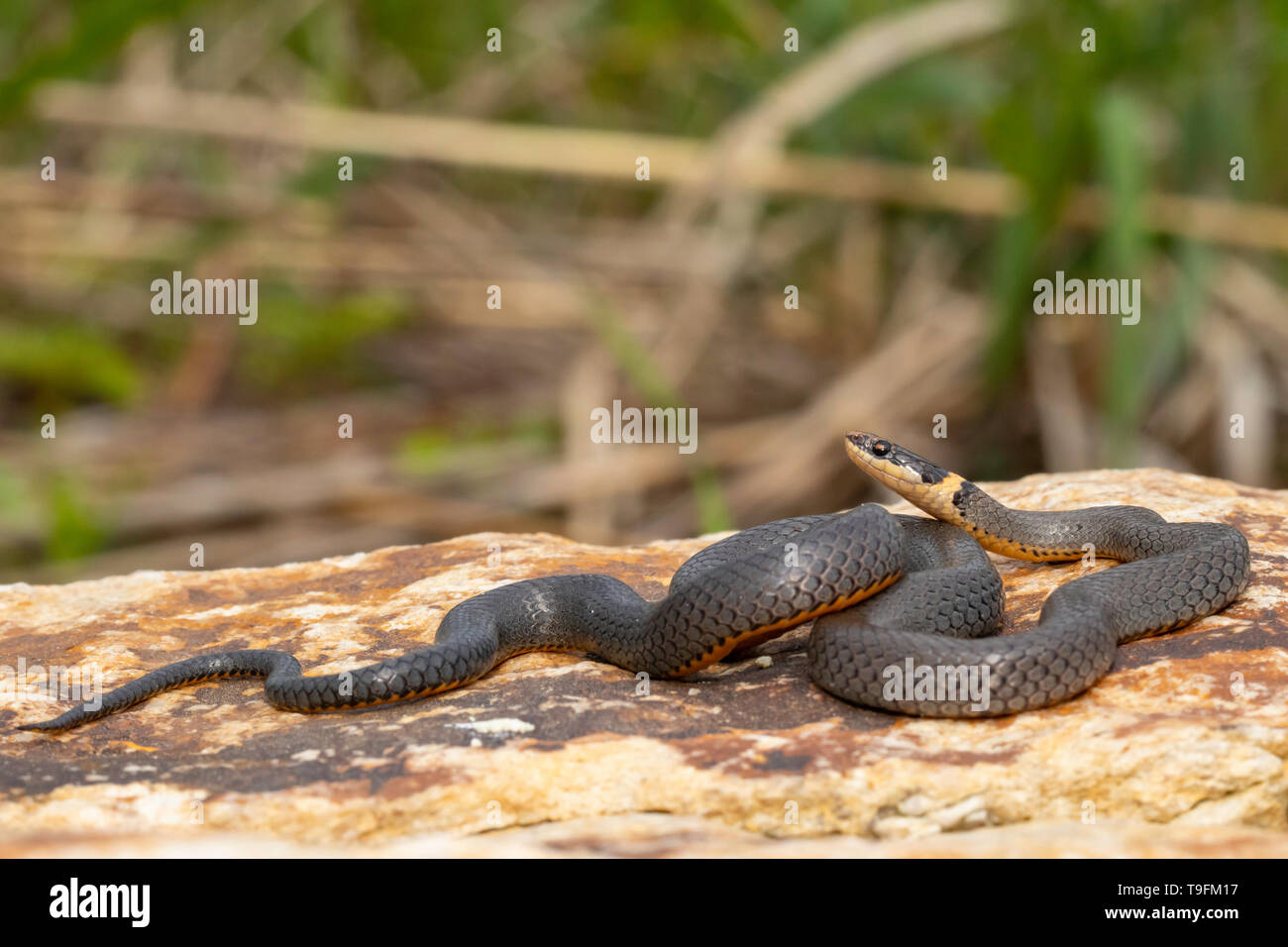 Northern ringneck snake - Diadophis punctatus Stock Photo - Alamy