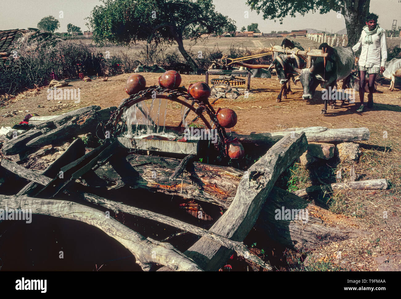 araghatta that raises the water powered by oxen for irrigation. Analogue photography Stock Photo ...